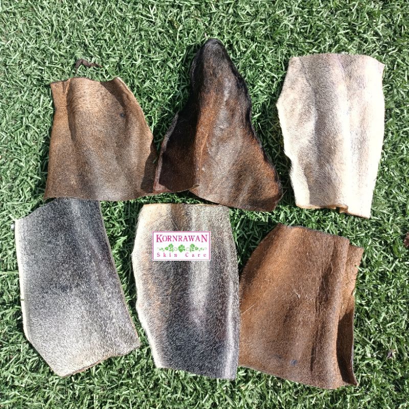 SS Dog Snack Dried Cow Ear Real Dry Teeth Polishing | Shopee Philippines