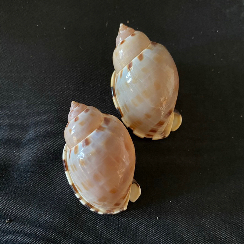 Sun Egg Conch Shell 3-5cm | Shopee Philippines