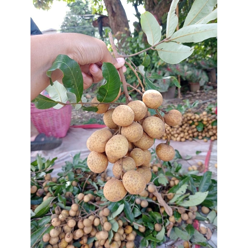 Fresh And New Longan Free 1 Kg (Yield From The Country In The Community ...