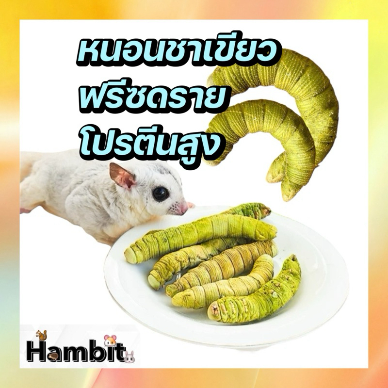 Hambit. Freeze-Dried Green Tea Worm Very Good Grade Aaa + Each Bag High ...