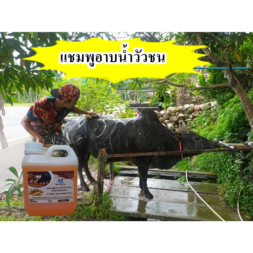 Cow Fighting Shampoo Buffalo Horse Goat Sheep Made From Natural Ginger ...