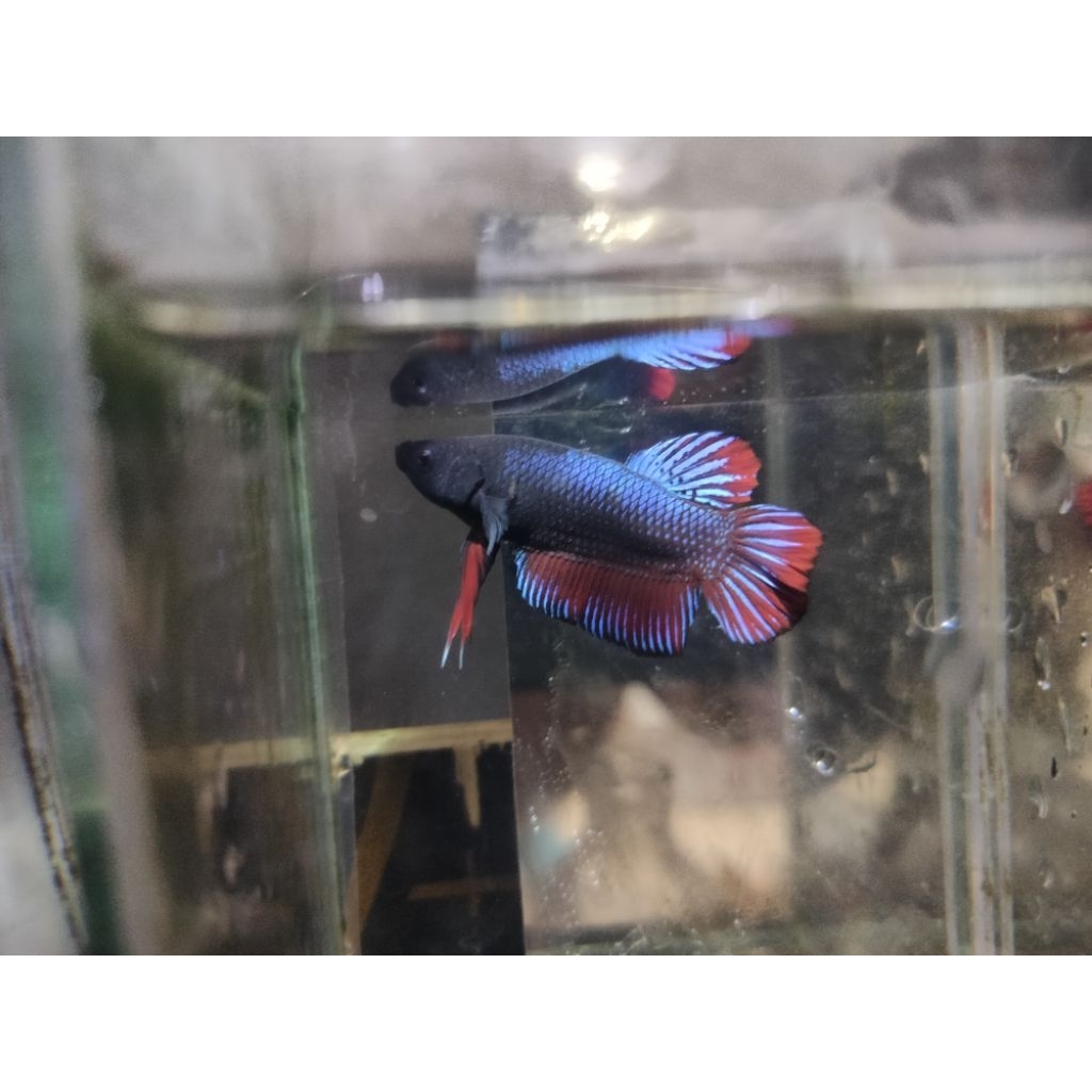 Betta Fish Model E Straight Cover 1 Set Old Deleted | Shopee Philippines
