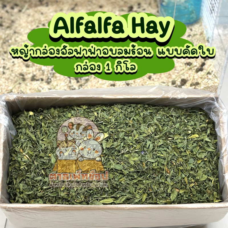 Alfalfa Hay Alpha Grass Hot Air Roasted Fa Leaves Rabbit Chinchilla ...