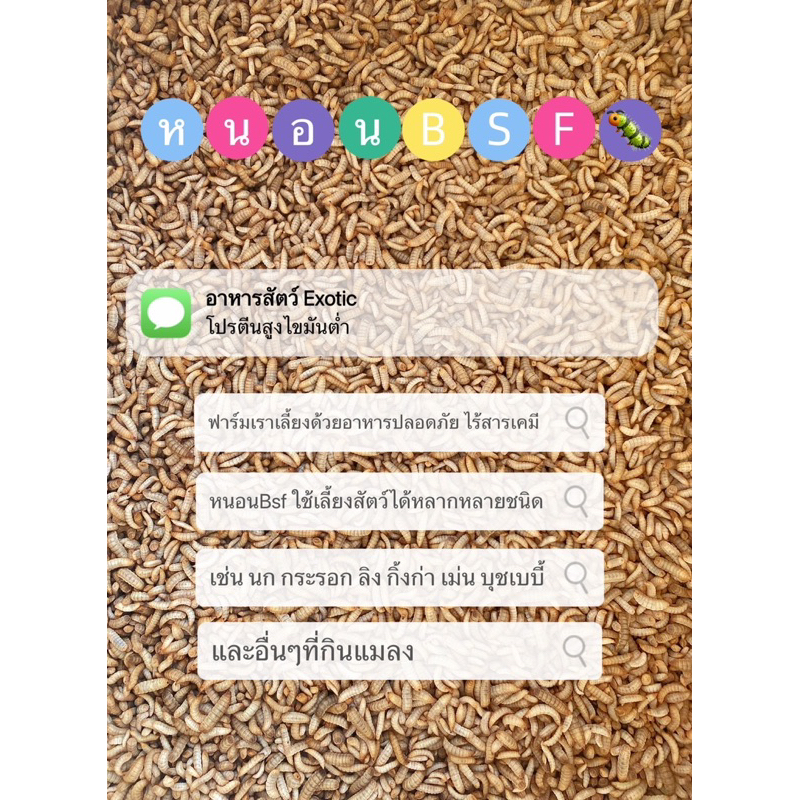 Fresh Worms Bsf Worm Animal Feed Energy Source Exoitc | Shopee Philippines