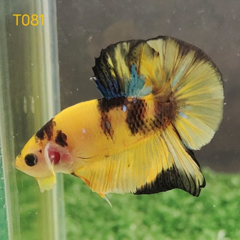 Nemo Yellow (Taken From The Sold Products With Insurance) | Shopee ...