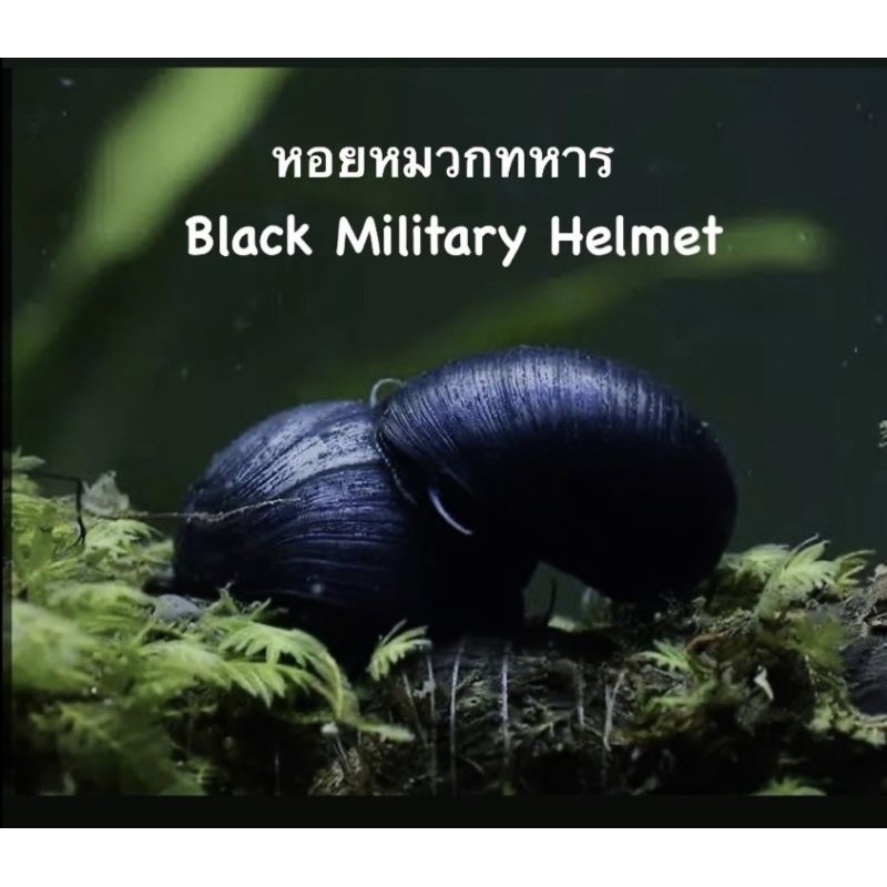 Seashell Clean Shell Military Helmet Shells/Black Snail | Shopee ...
