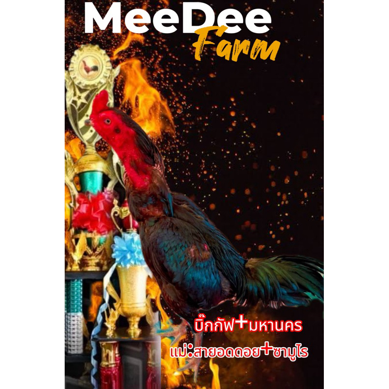 Myanmar Chicken Fighting Egg Green Year Big Guff + Metropolis Horse ...