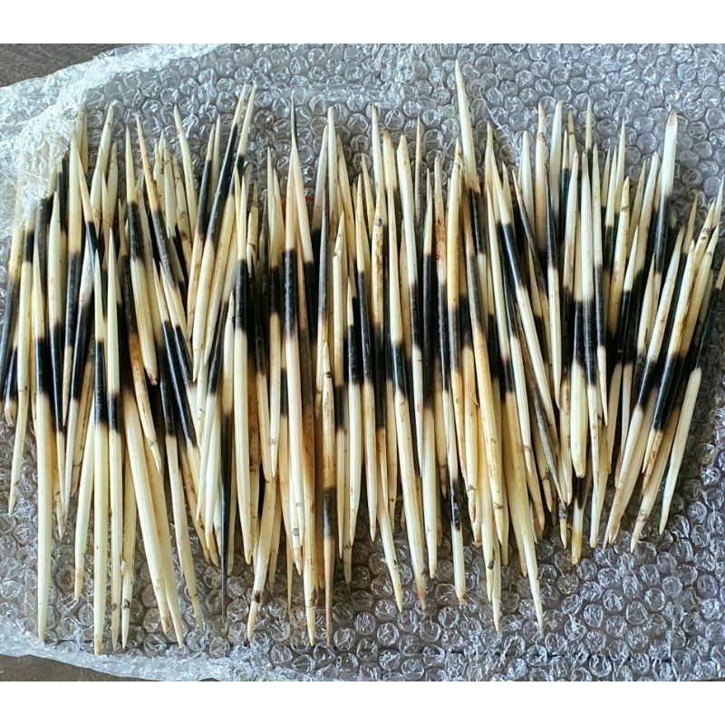 Authentic Porcupine quills For Fishing Buoys Herbal Medicine Mixed ...