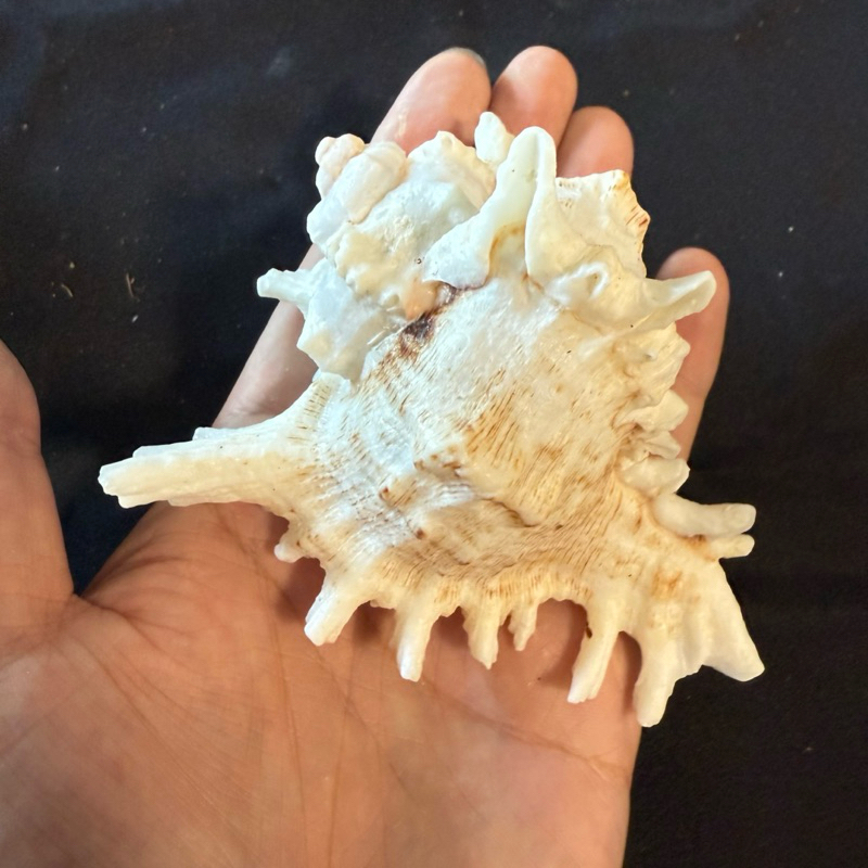 Large WHITE Conch Shell BIG MUREX For Aquarium Decoration And ...