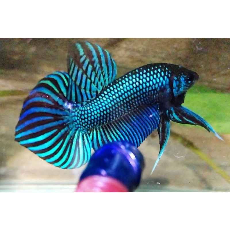 Mahachai Wild Fish Model New Form Size Khun | Shopee Philippines