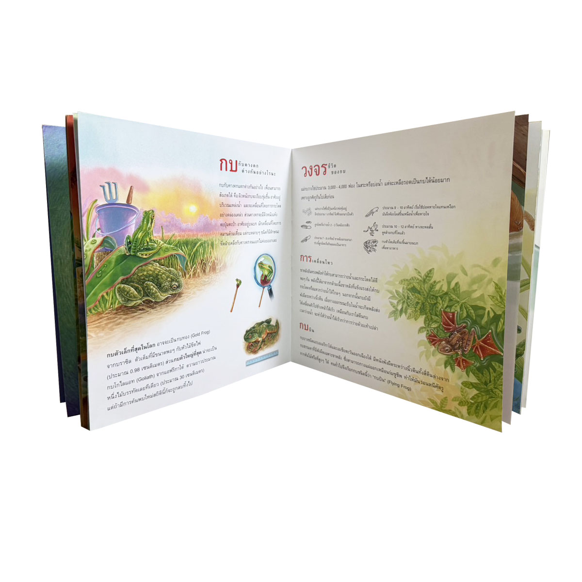 Learning Station-Book A Frog Why Are Jumping Learn Frog's Life Circuit ...