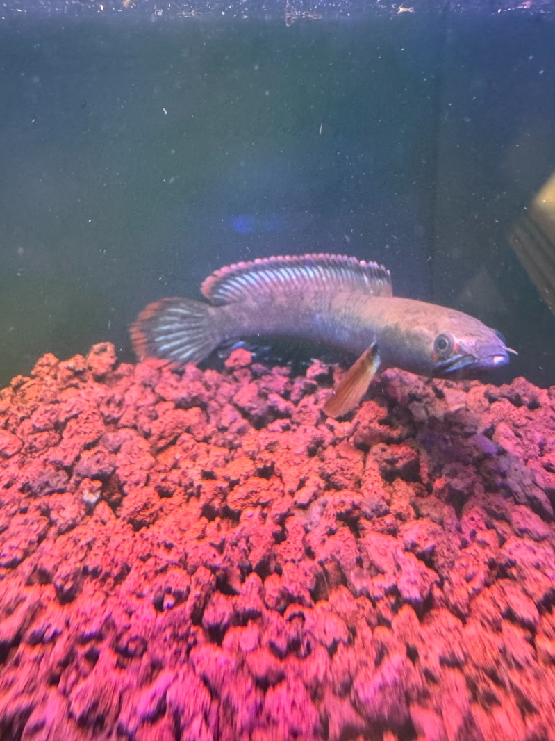 Mountain Crayfish Fire Ice Snakehead Fish (Fire and Ice) | Shopee ...