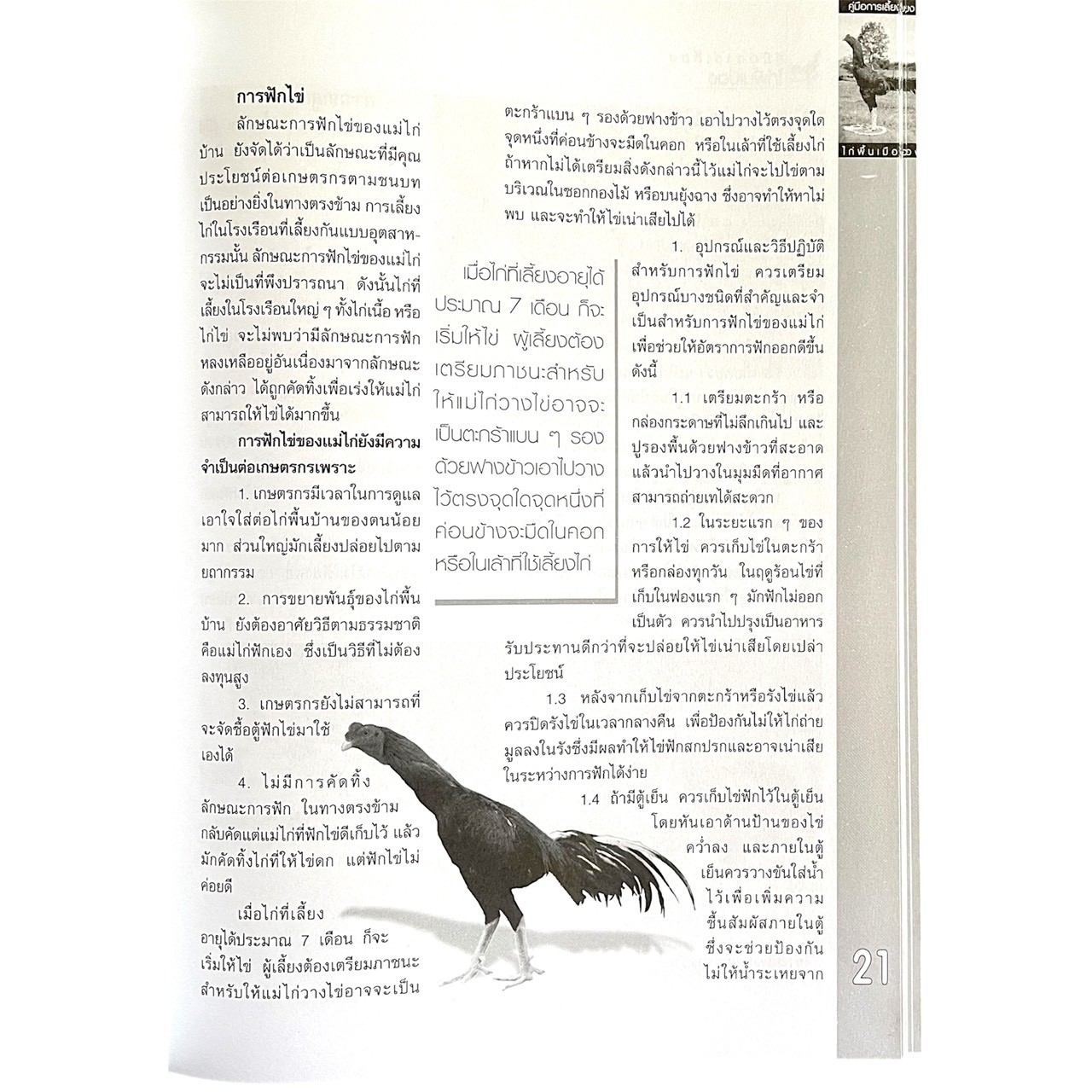 corcai Book Guide To Raising Native Chicken Fighting Professional ...