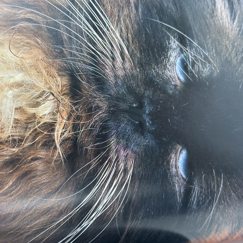 CATS A PORTRAIT OF THE ANIMAL WORLD Marcus Schneck & Jill Caravan Year ...