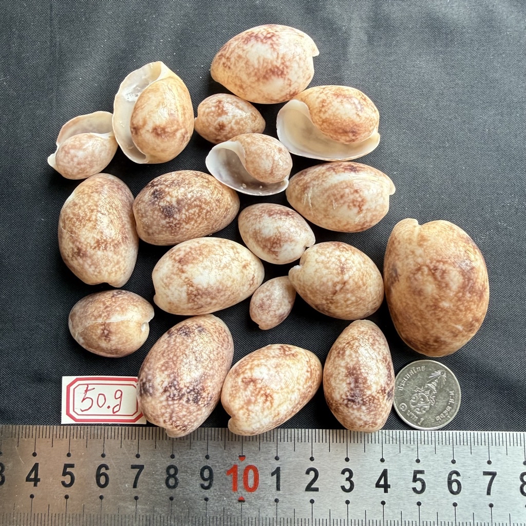 Rare Gray Conch Shell 50g HEI PU TAO LO For Crafts And Collectibles ...