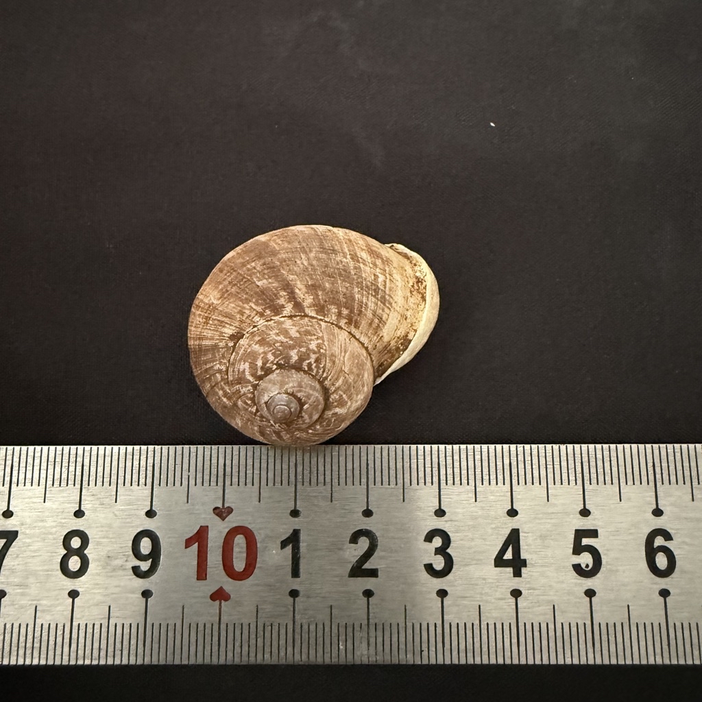 LAND SANIL SHELL Gray For Personal Collection And Aquarium Decoration ...