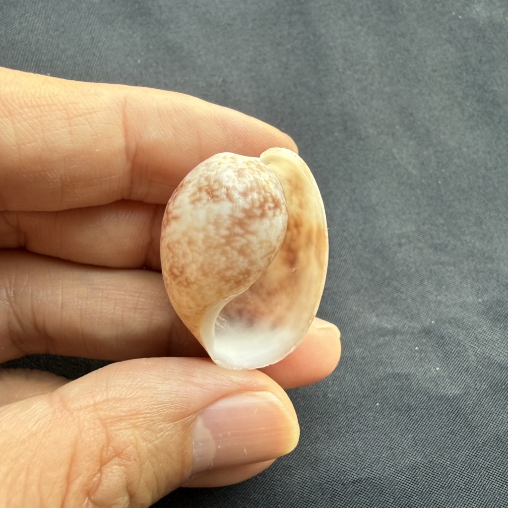 Rare Gray Conch Shell 50g HEI PU TAO LO For Crafts And Collectibles ...