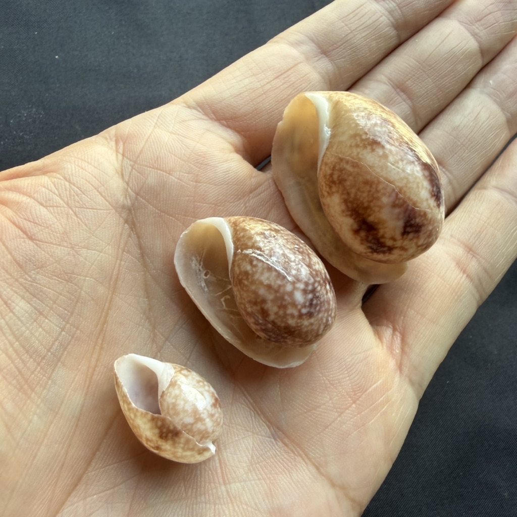 Rare Gray Conch Shell 50g HEI PU TAO LO For Crafts And Collectibles ...