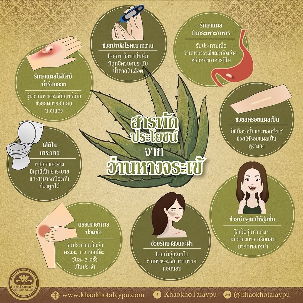 Khaokho Talaypu Khao Kho Talay Phu Aloe Vera 1 Can Be Applied To The ...