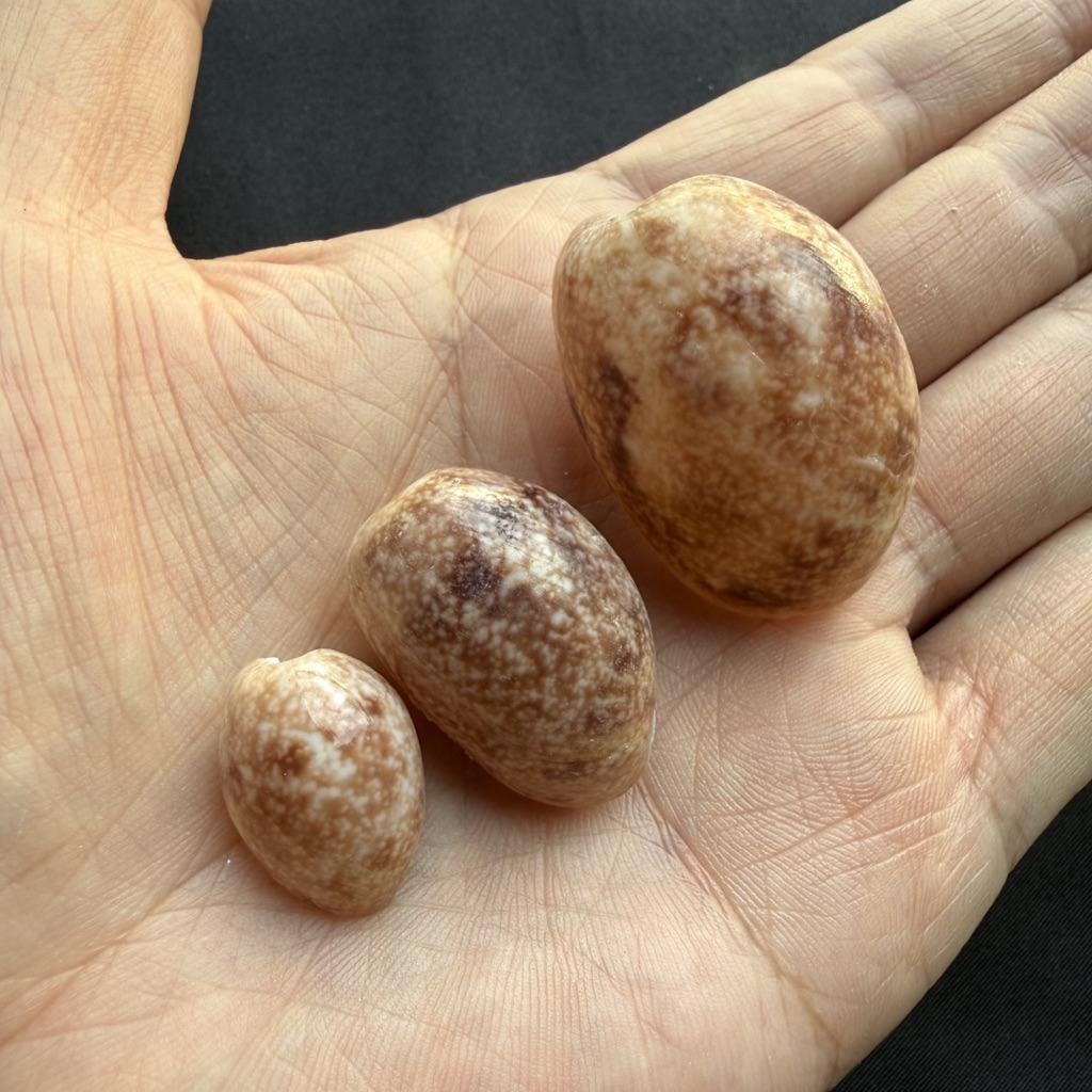 Rare Gray Conch Shell 50g HEI PU TAO LO For Crafts And Collectibles ...