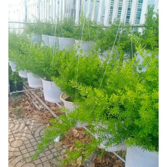 Hanging Dong Mon Tree | Shopee Philippines