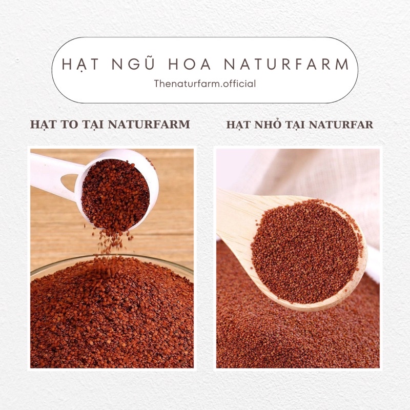 Naturfarm special pure five flower seeds [100GR] Premium grade 1 seeds ...