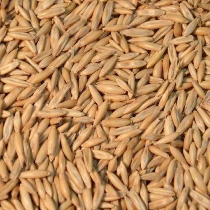 Oat Seed in shell is rich in nutrients. | Shopee Philippines
