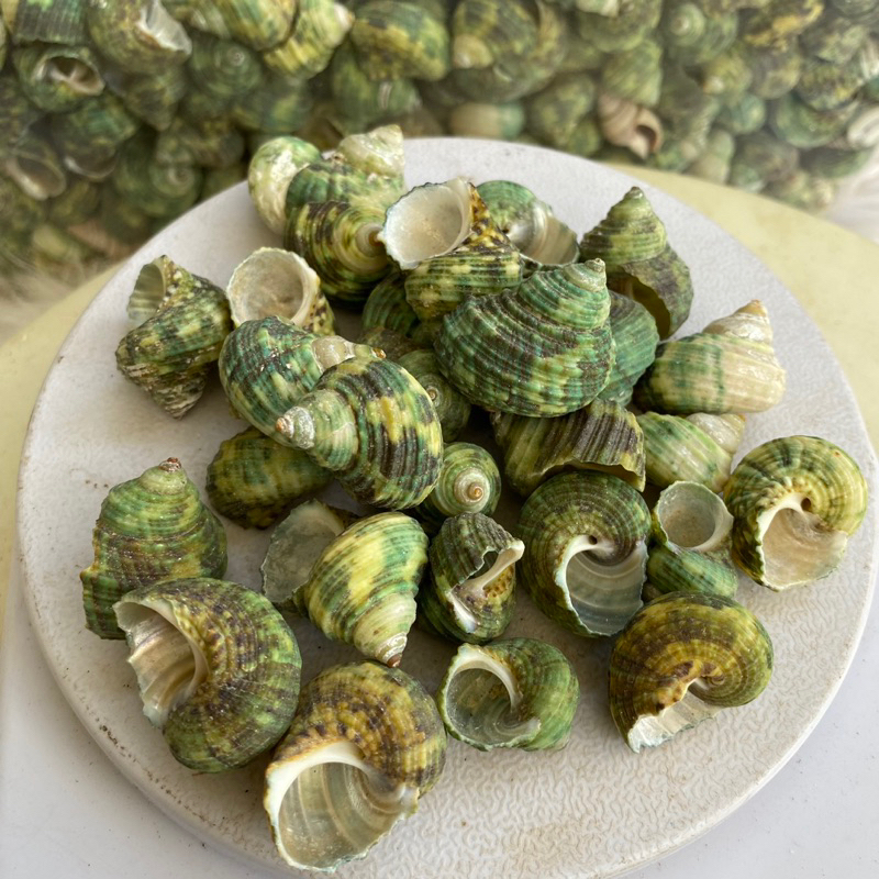 Decorative GREEN MOON Snail Shells, shells for timid snails, hermit ...