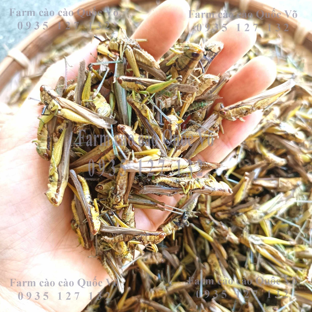 Whole dried locusts, dried with high technology to help rakes ensure ...