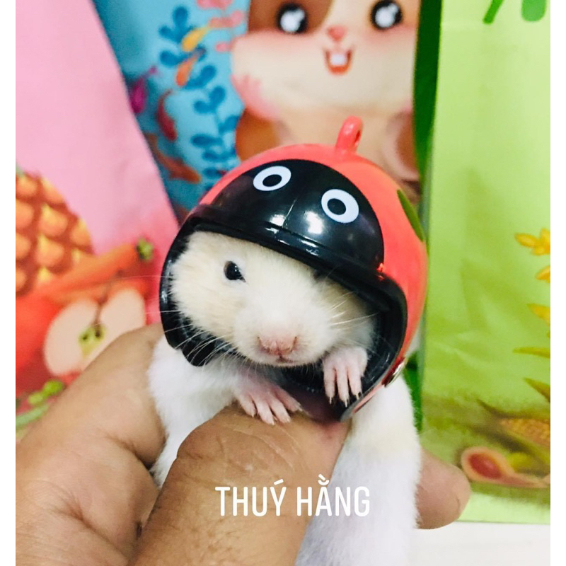Hamster HELMET - HELMET, HEAD PROTECTION | Shopee Philippines