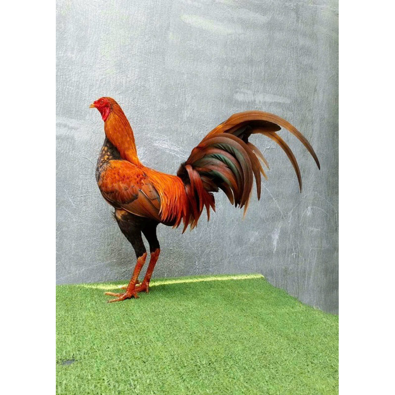 3D Stuffed Animal Chicken - Fake Chicken Strength Training for Fighting ...