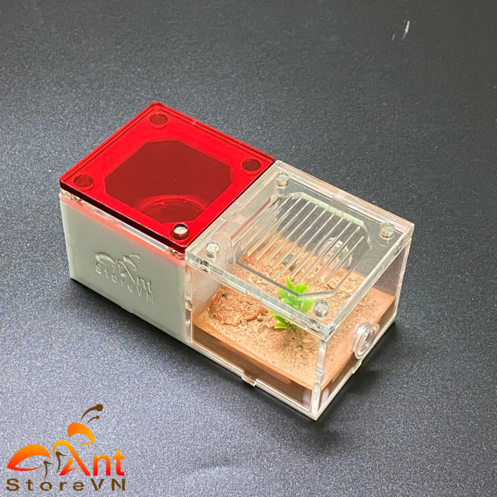 Ant Tank Maintenance Tank Queen Mini Ant Tank | Shopee Philippines