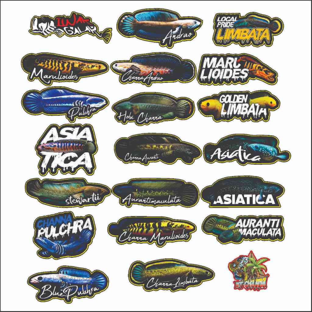 Indo style snakehead fish ticker - ornamental snakehead fish aquarium ...