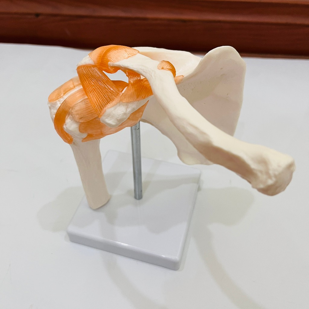 Shoulder joint model, shoulder joint model | Shopee Philippines