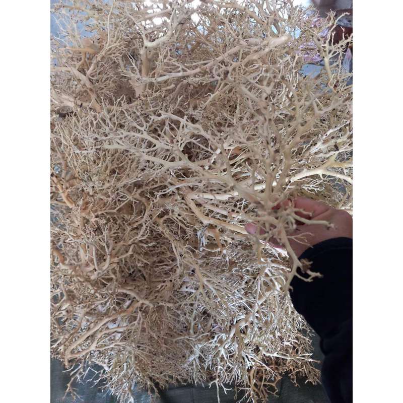 Clustered Driftwood, White Canopy Driftwood for Terrarium Decoration ...
