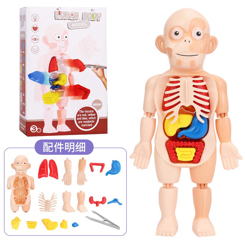 3d Body Puzzle Set Human Body Anatomy Assembly Model Montessori ...
