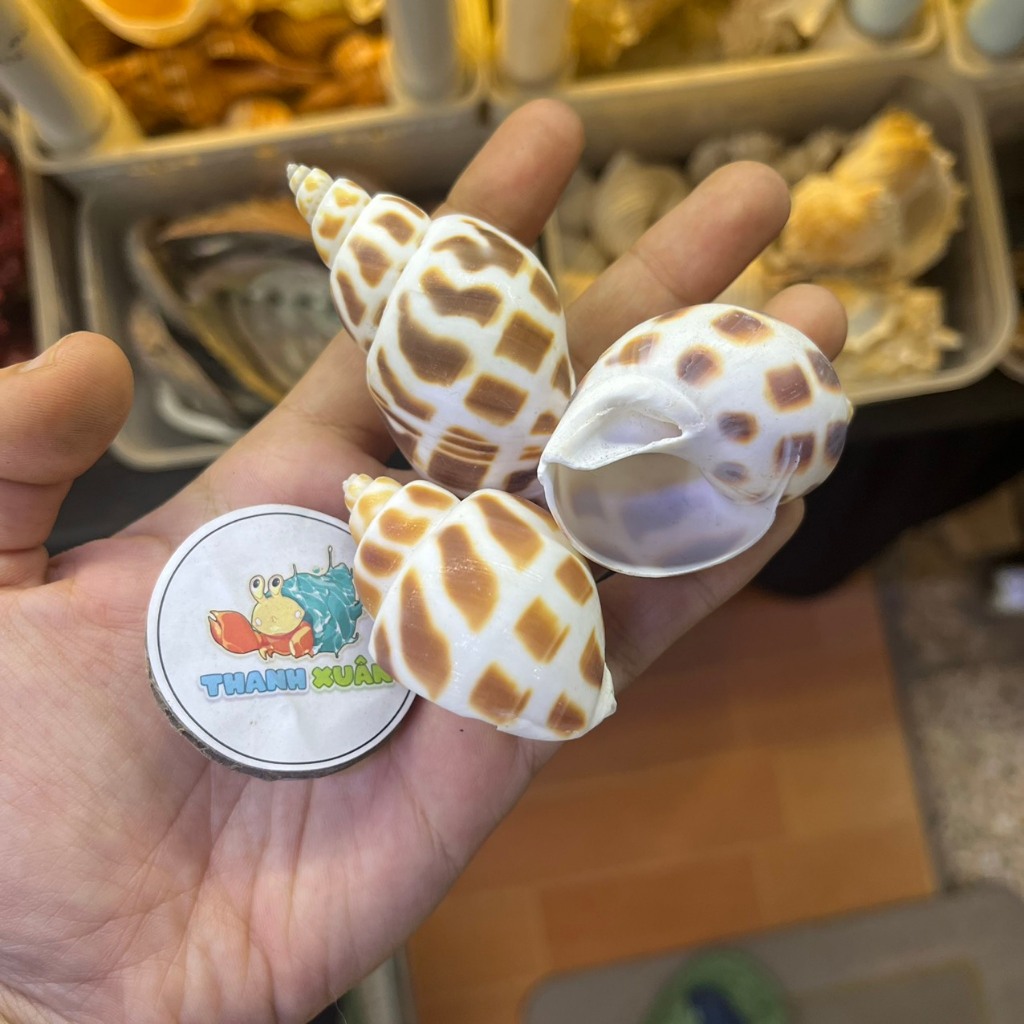 Baby-sized snail shells with random patterns | Shopee Philippines
