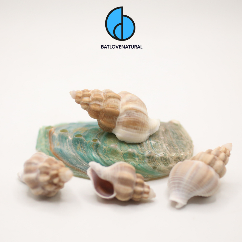 Fusolatirus Pearsoni Snail Shell - Soul Borrowing Shell - Decorative ...