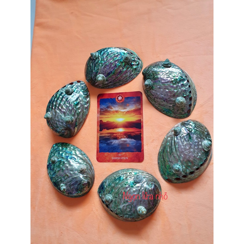 New Zealand rainbow abalone snail shell, snail shell with base for ...