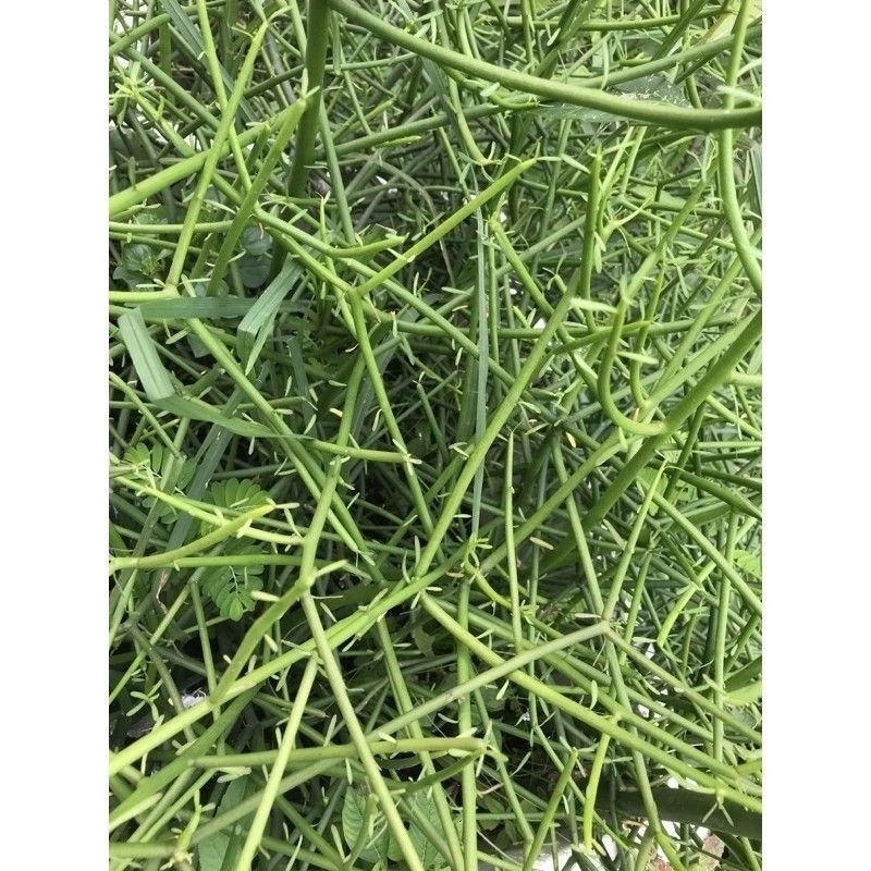 1kg Fresh Delivered Branches (Fishbone, Snake Venom Tree, Dried Bone ...