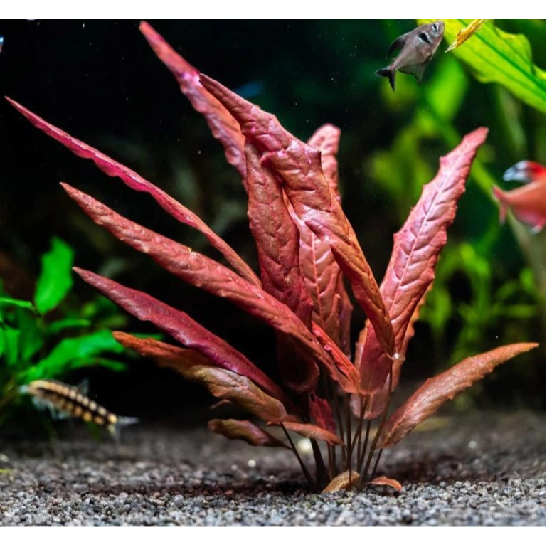 I Barclaya longifolia I Red Lotus Tree | Shopee Philippines