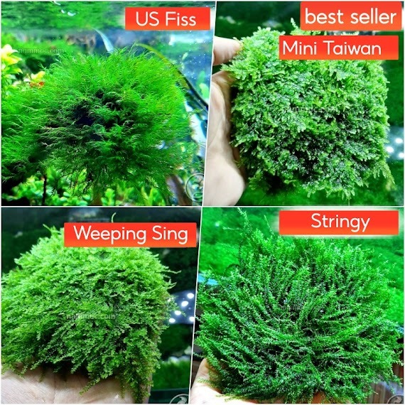 Beautiful - Unique - Easy to Care Aquatic Moss: Mini Taiwan | Weeping ...
