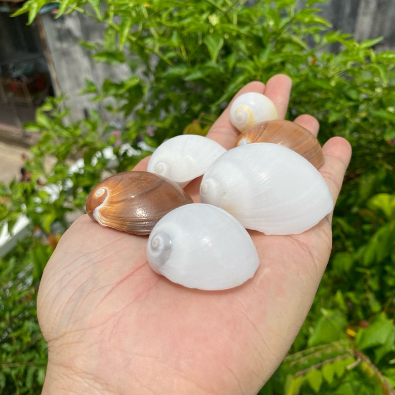 White Grease Shell, Decorative Thick Brown, Shell For Shy Snails, Soul ...