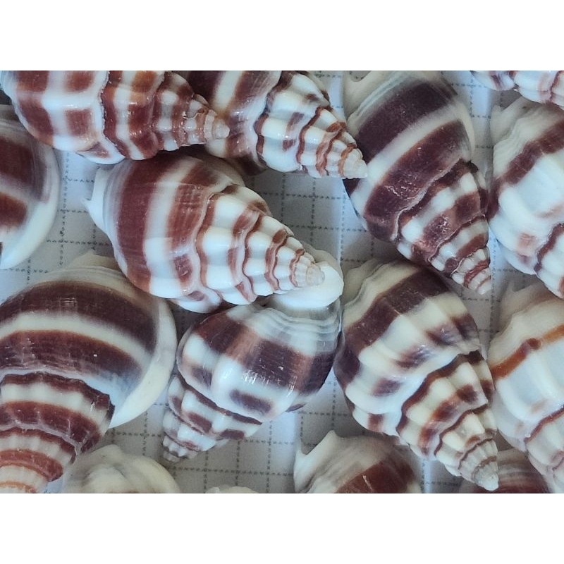Set of 10 small twisted brown striped snail shells (Pepperlonely ...