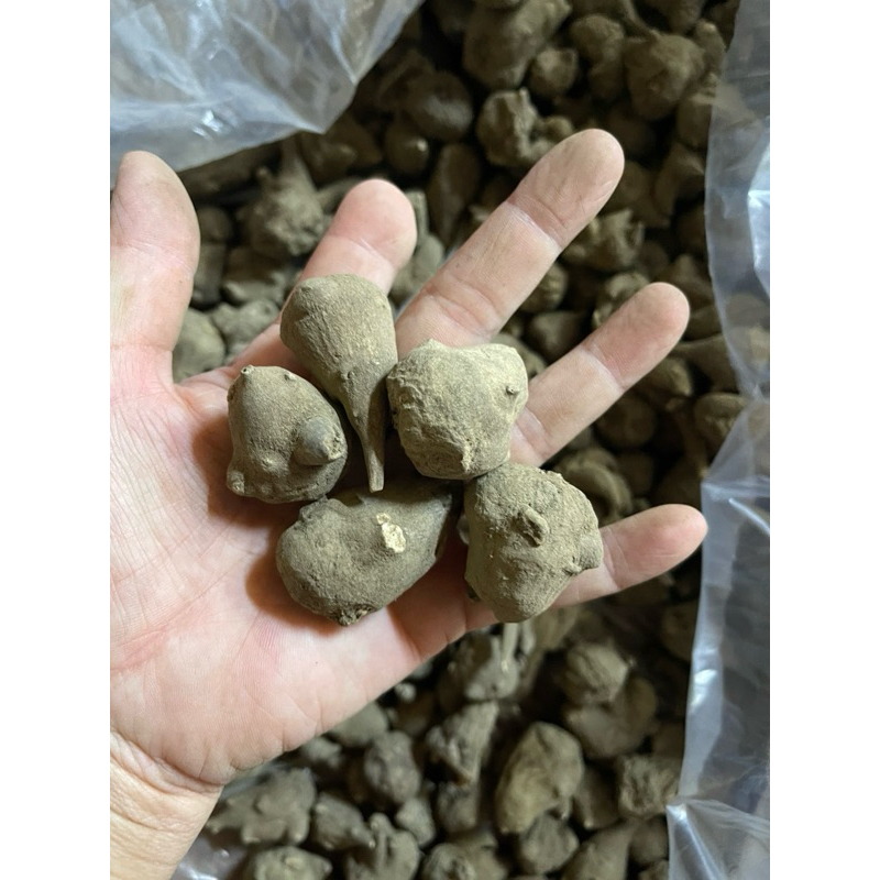 Dried water chestnut root 250g -500g | Shopee Philippines