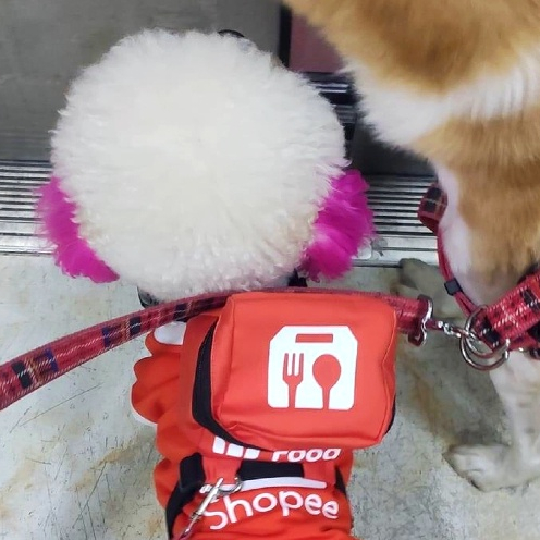 Shipper SHOPEE COSTUME FOR PETS | Shopee Philippines