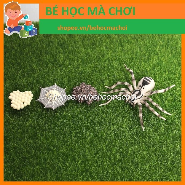 Spider's Development Life Cycle Model | Shopee Philippines