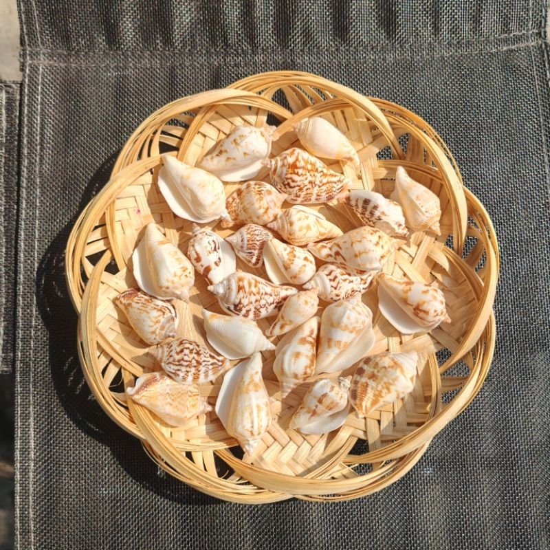 Round jumping snail shells - Decorative snail shells, handmade items ...