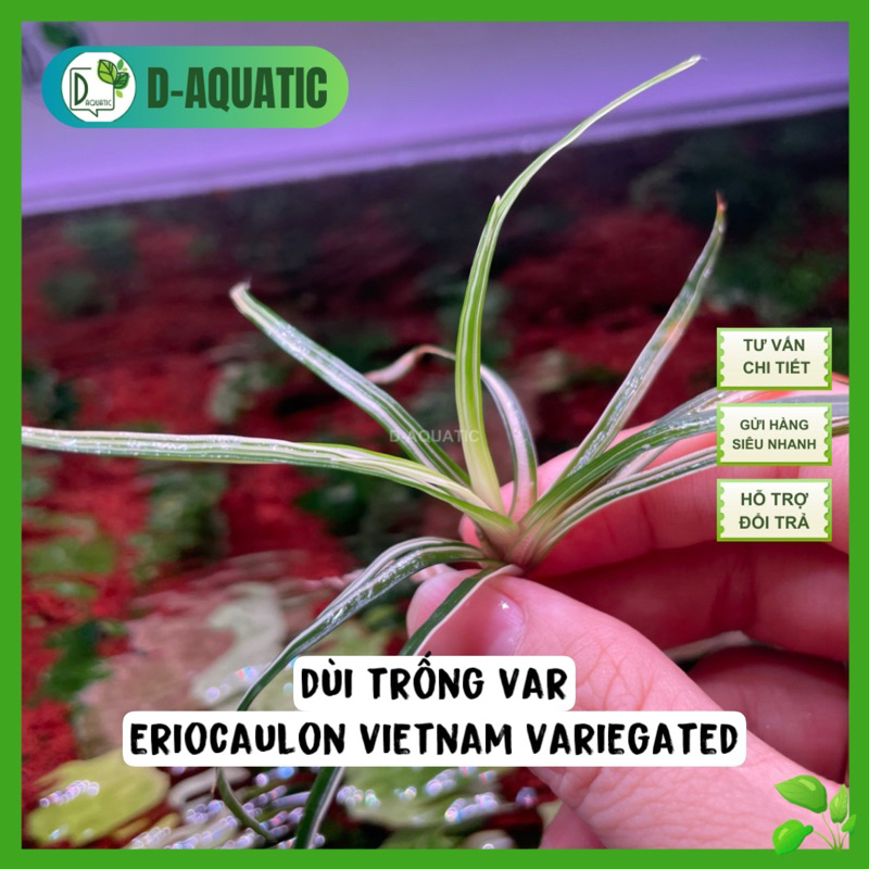 Awl Clear Var - Erocaulon Vietnam Variegated - super beautiful mutant ...