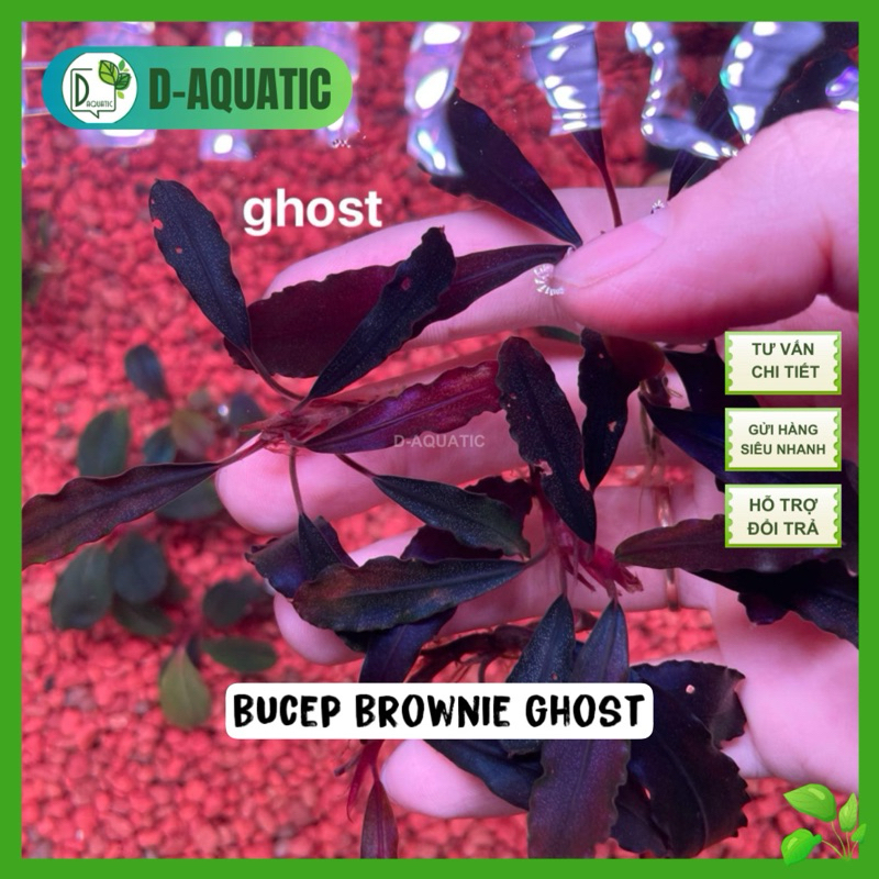 Bucep Brownie Ghost - bucep ghost - super rare dark bucep | Shopee ...